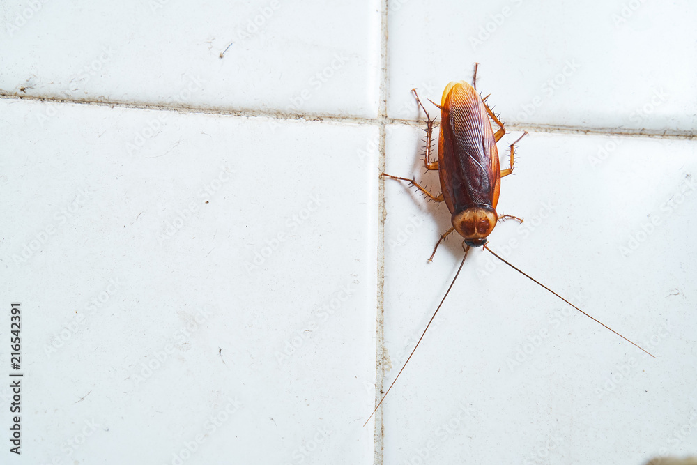 Cockroach crawling on white tile wall Stock Photo | Adobe Stock