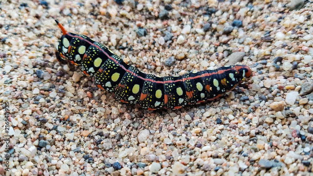 Objetivo Pizza átomo gusano de colores instalaciones cohete agua