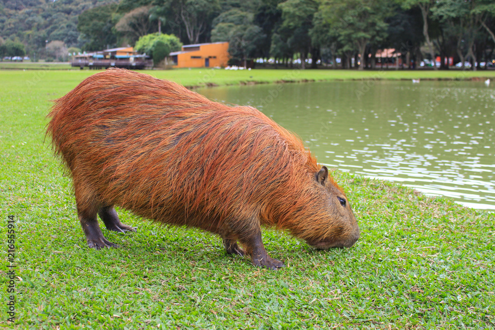 Capybara Eating Grass