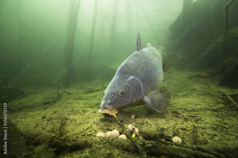 Freshwater fish carp (Cyprinus carpio) feeding with boilie in the ...