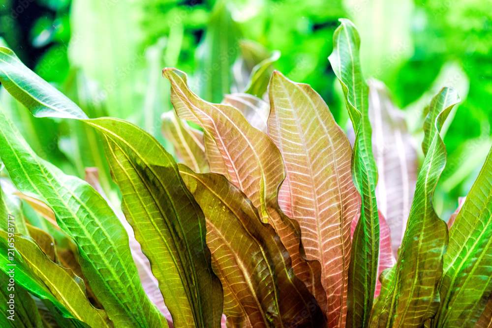 Aquarium plants - Vallisneria gigantea and Vallisneria spiralis Stock ...