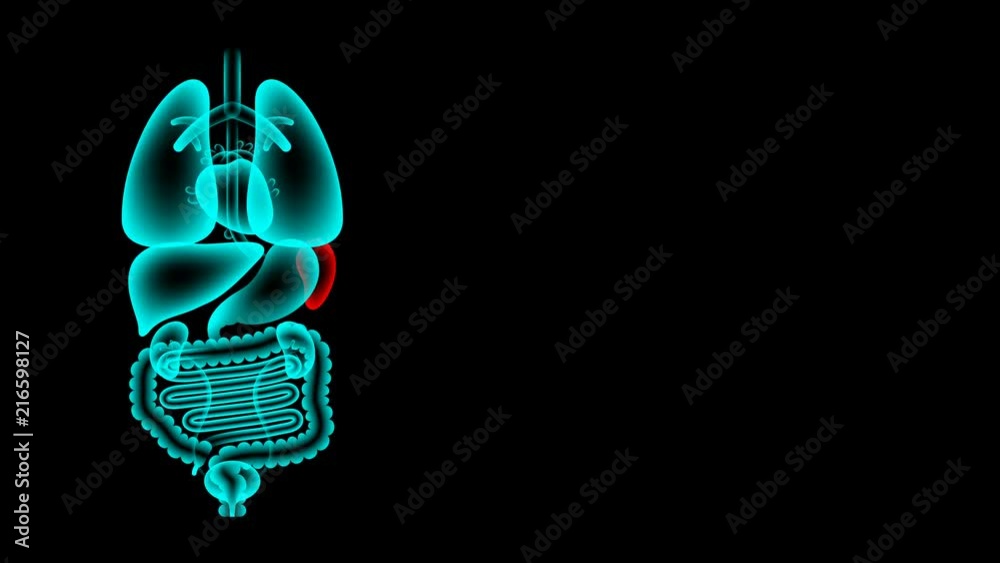 Human Male Organs X-ray set, Spleen infection concept idea red color ...