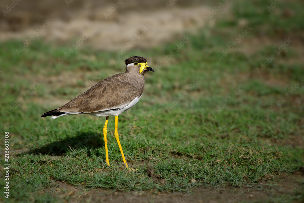 Yellow Wattled Lapwing
