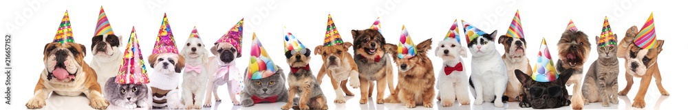 large group of party domestic animals of different breeds Stock Photo ...
