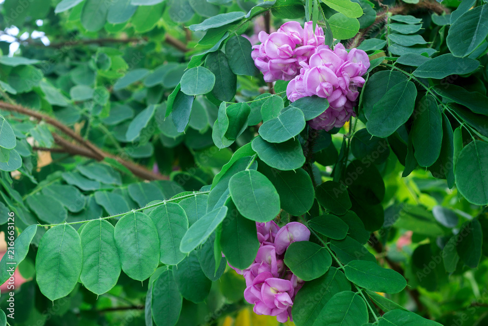 Branches of a flowering robinia tree with lilac flowers. Stock Photo ...