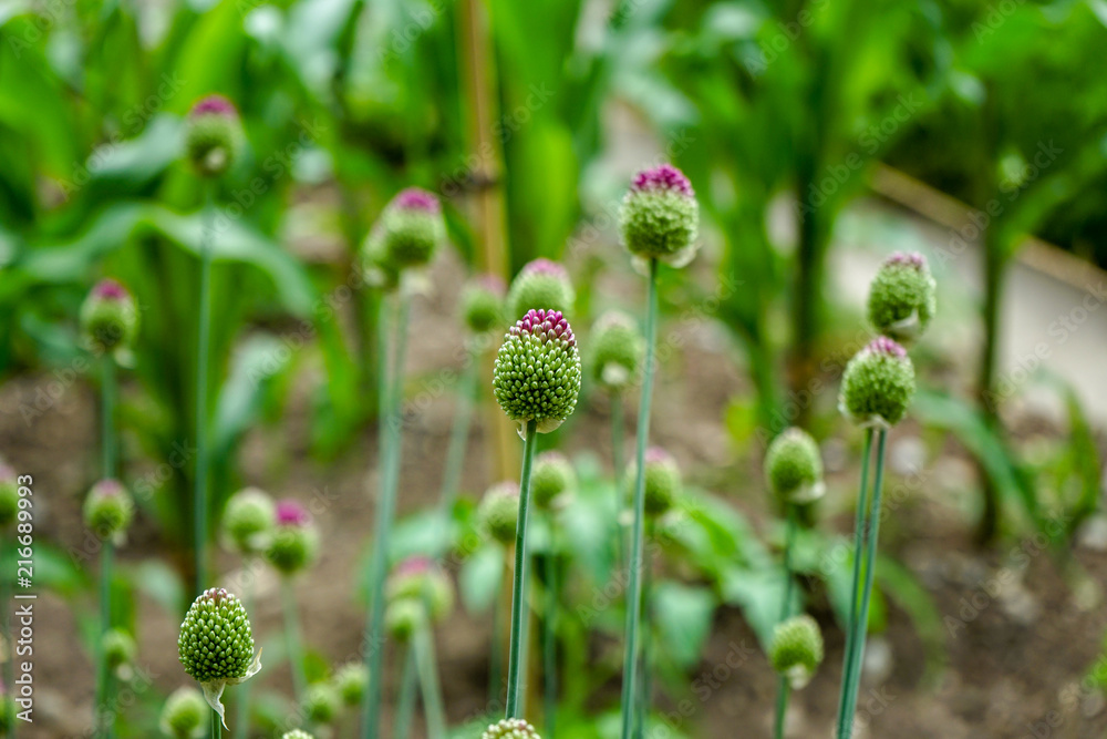 round-headed leek flower head buds starting to open, also known as ...