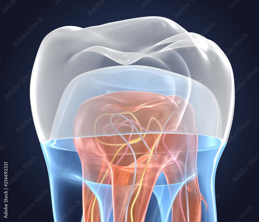 Transparent teeth with crown. 3d renderings of endodontics inner ...