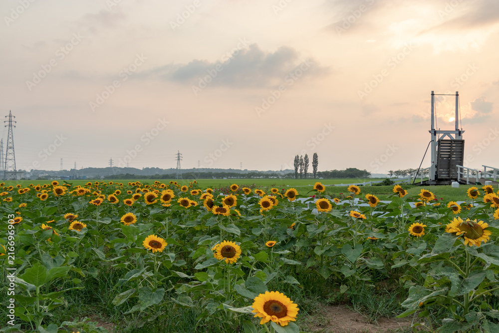 Sunflower at Sakura Furusato Square in Sakura city, Chiba, Japan Stock ...