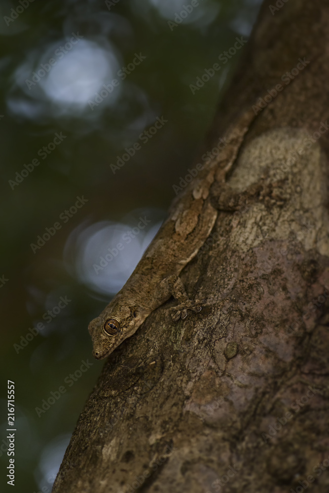 Sri Lanka leaf-nosed gecko - Hemidactylus depressus, beautiful brown ...