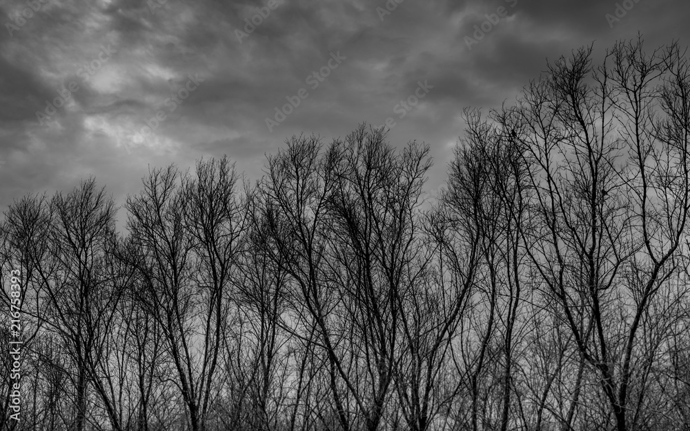 Silhouette dead tree on dark dramatic grey sky and clouds background ...