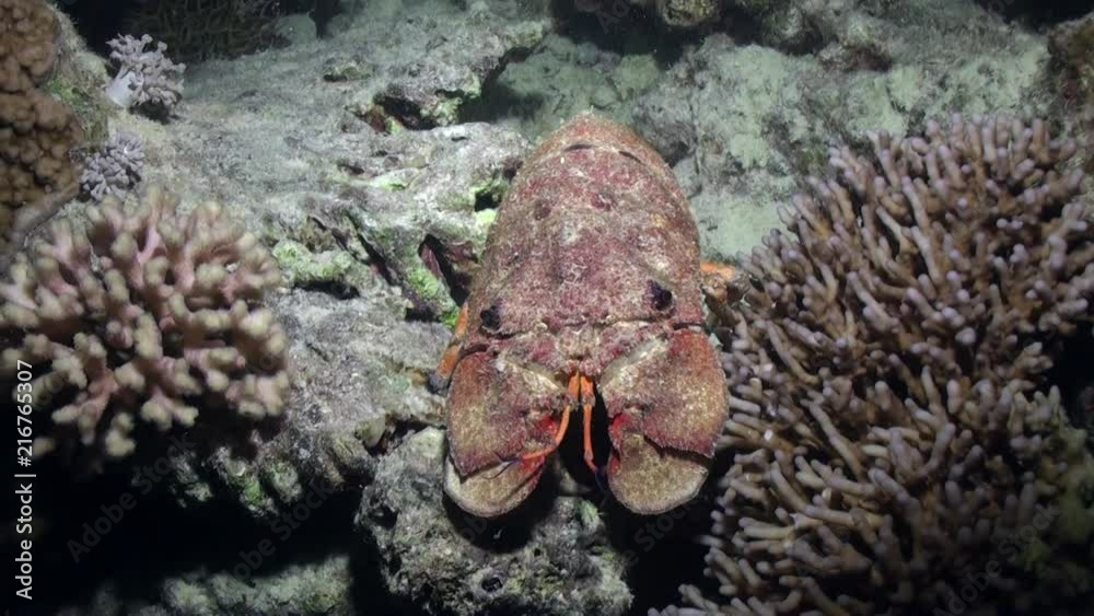 Scyllarides haanii Humpbacked slipper lobster on seabed of Red sea ...