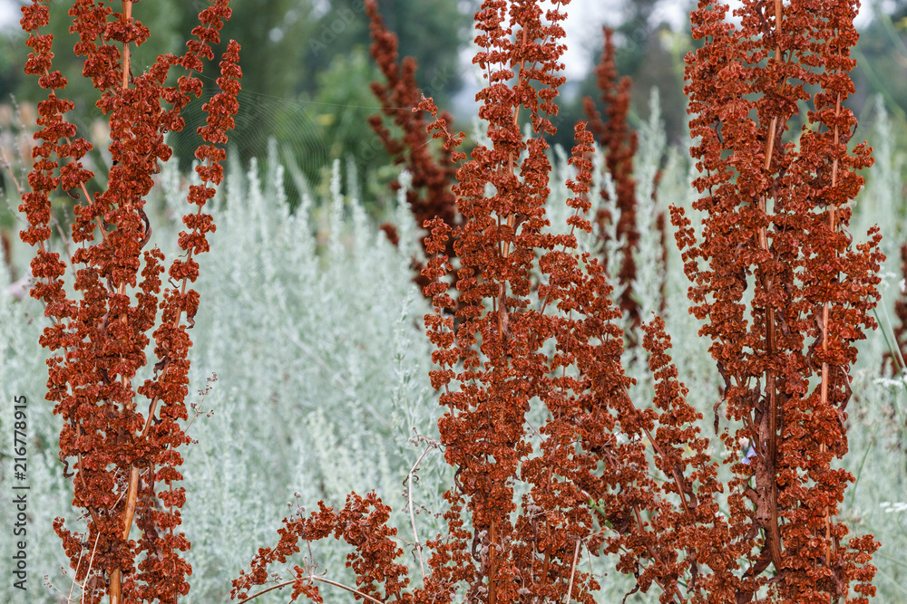 Plantas con semillas de Rumex crispus. Lampazo, Romaza, Lengua de Vaca ...