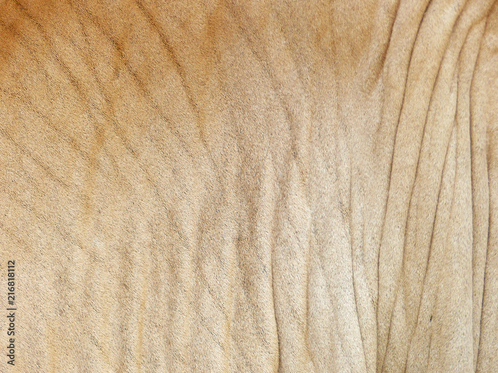 cow skin texture Stock Photo | Adobe Stock