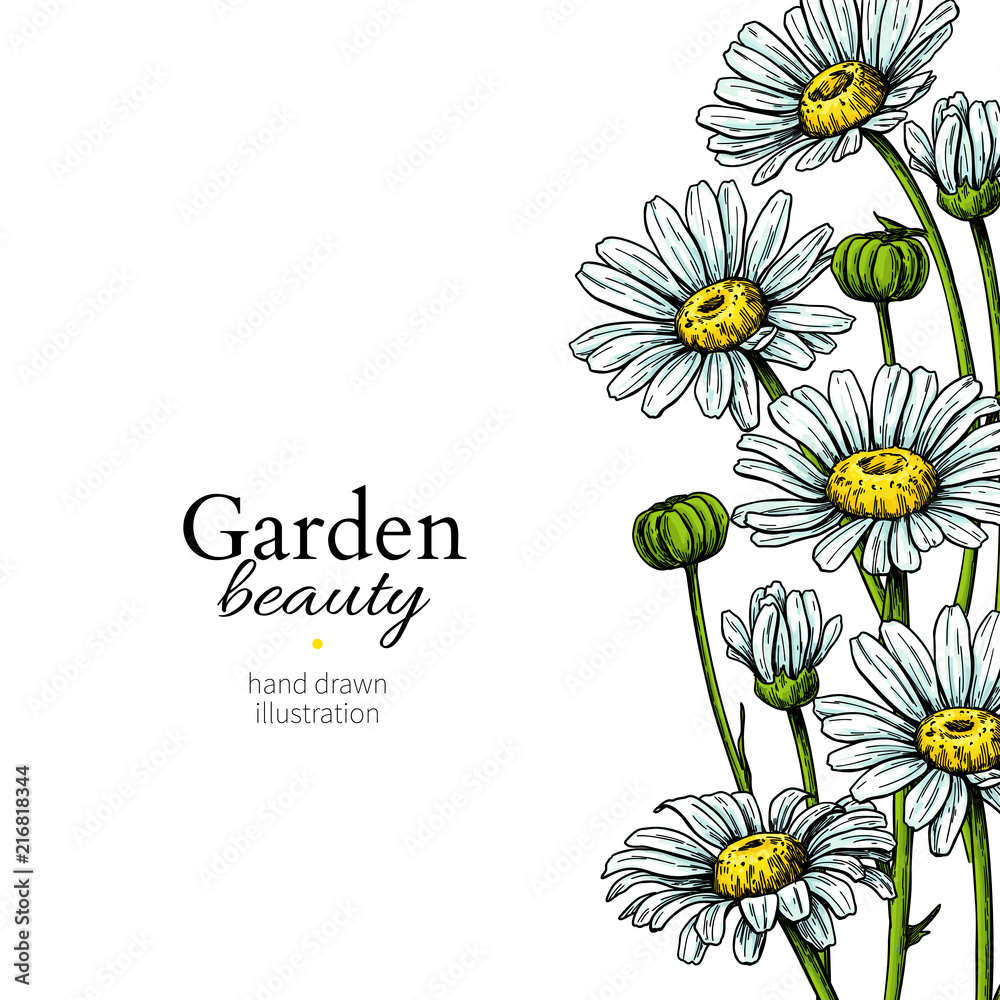 Daisy flower border drawing. Vector hand drawn floral frame. Chamomile ...
