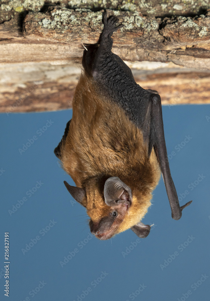 Big Brown Bat