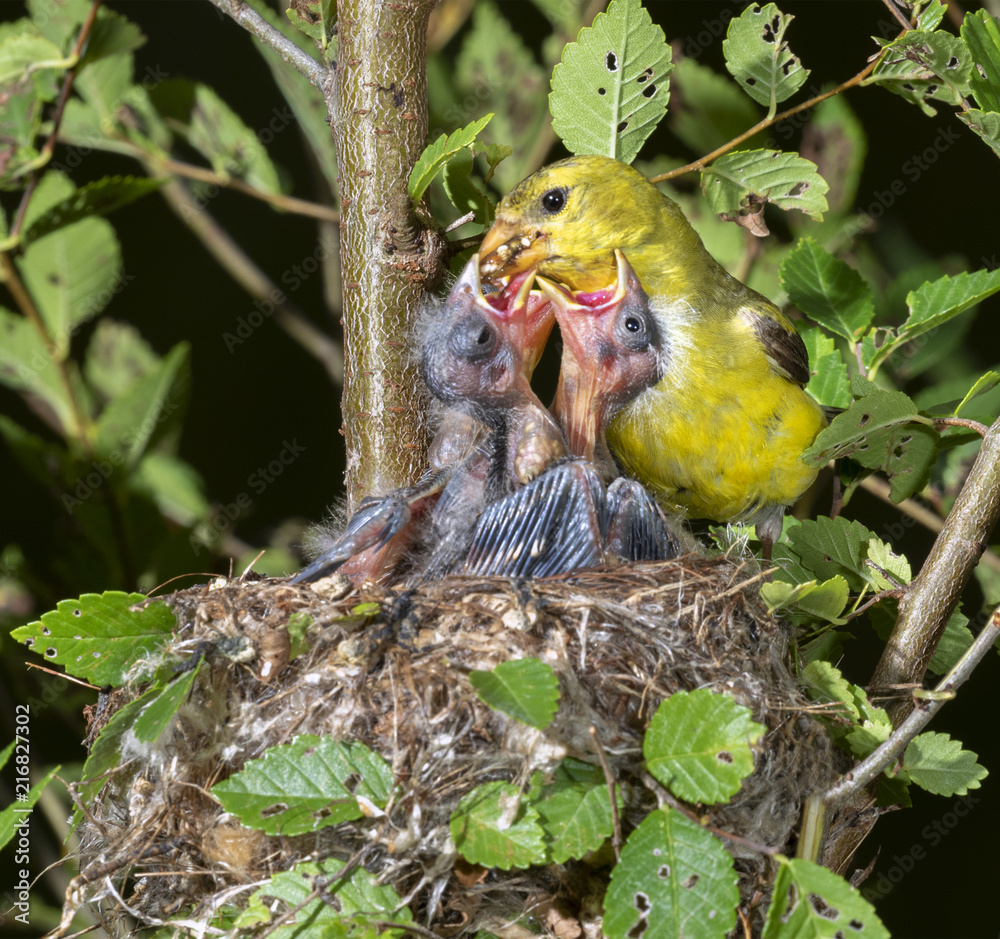 Lesser Goldfinch Nest