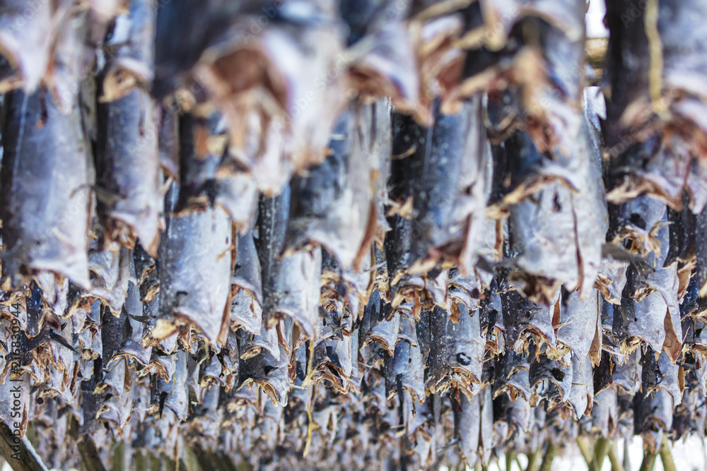 Details of stockfish hanging to dry, Lofoten Islands, Norway Stock ...