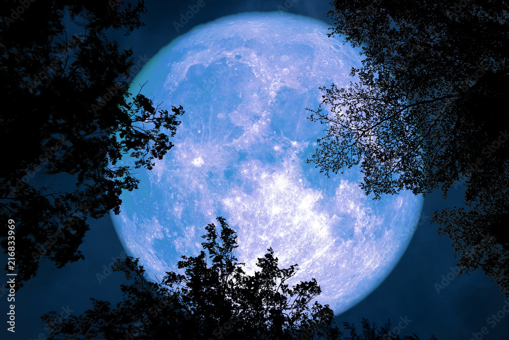 full moon back silhouette between top branch tree night sky Stock Photo ...