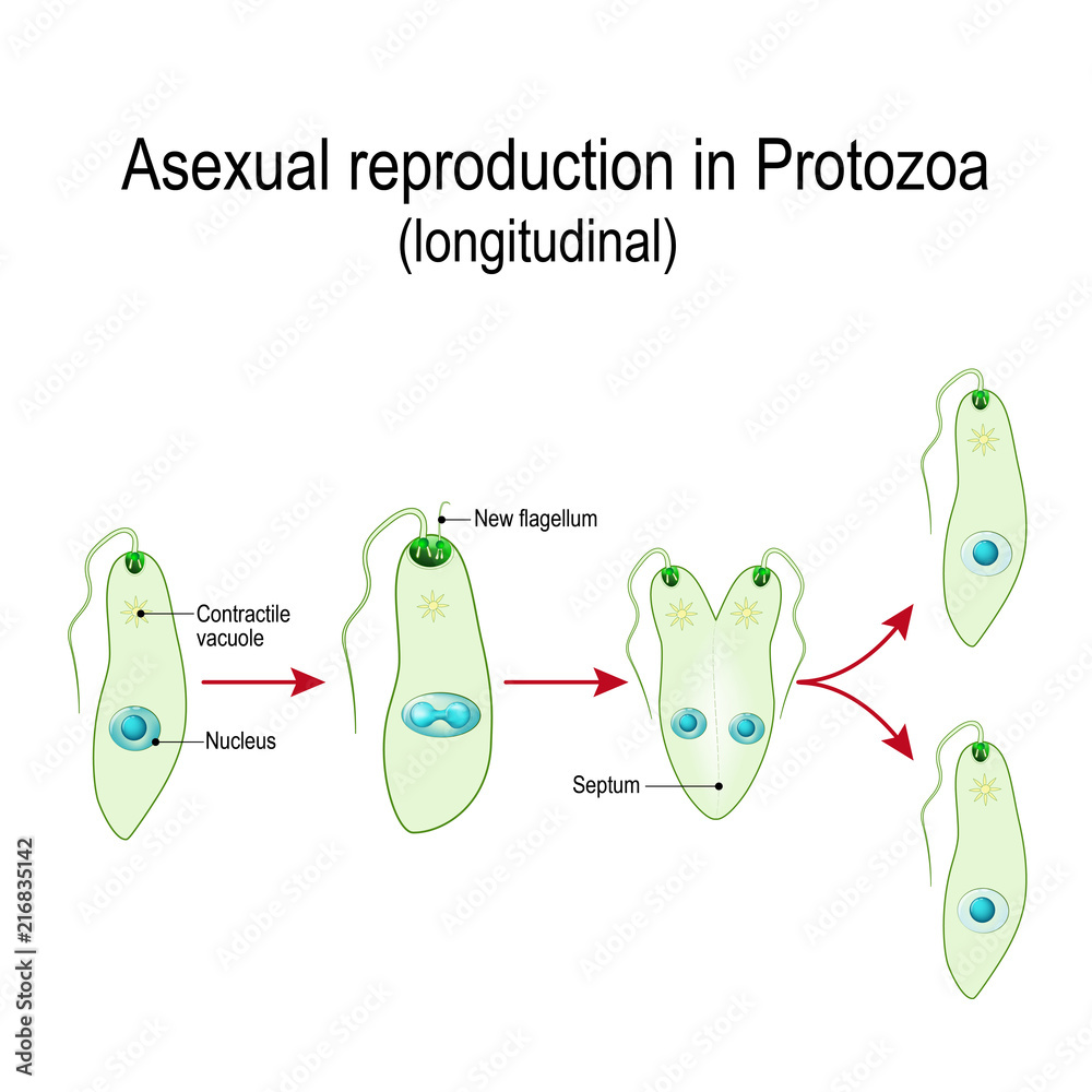 Fission or Asexual reproduction in Euglena Stock Vector | Adobe Stock