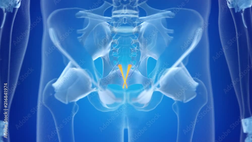 Sacrococcygeal Ligament