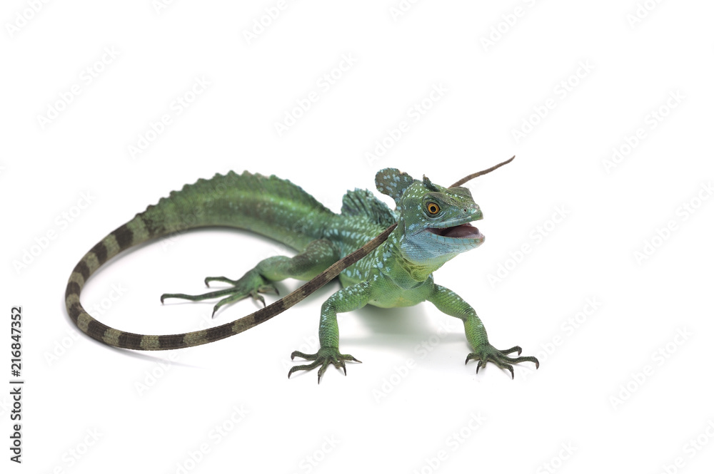 Poster The common basilisk isolated on white background – Wall Art ...