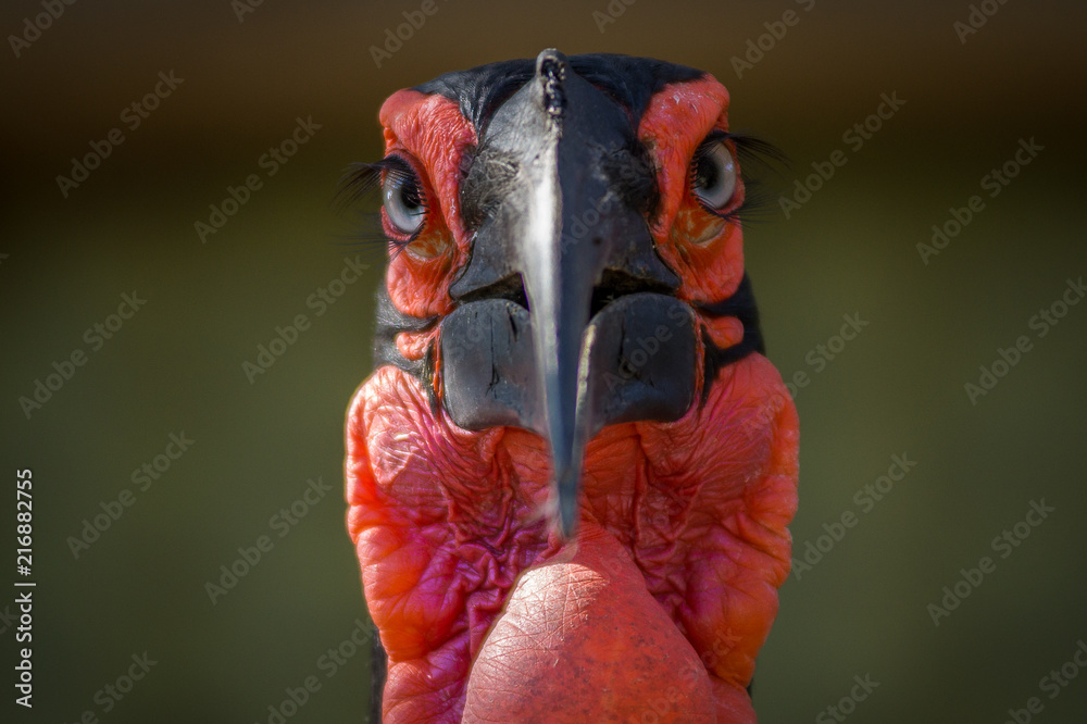 Calao Gigante / Southern Ground Hornbill (Bucorvus leadbeateri) Stock ...