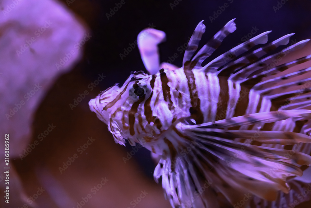 Zebra Turkeyfish