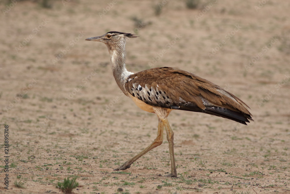 Big kori bustard (Ardeotis kori) is walking in the desert and putting ...