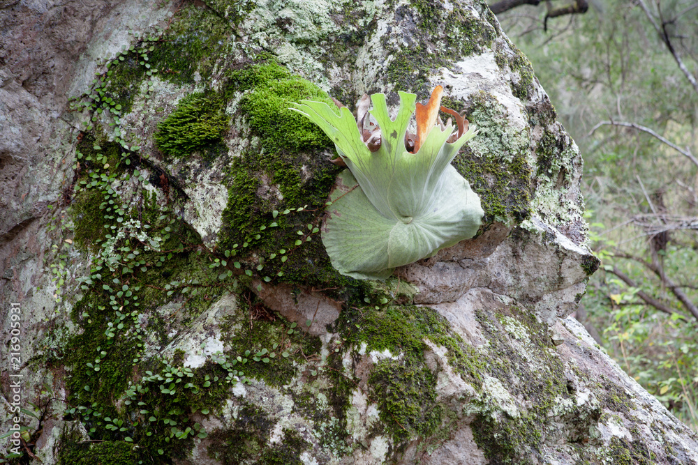 A hike in the Australian bush reveals a large bush rock covered with ...