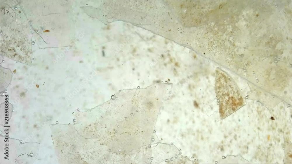 Synthetic nylon and plastic fibers released as deteriorating ...