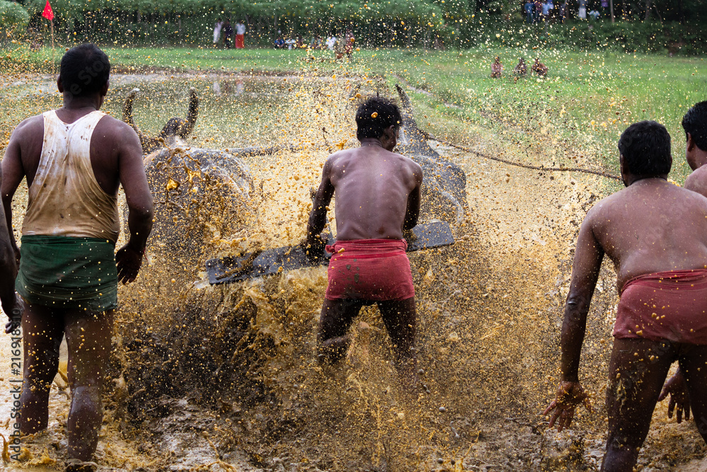Man With Bulls Running From Puddle During Race, Maramadi a post harvest ...