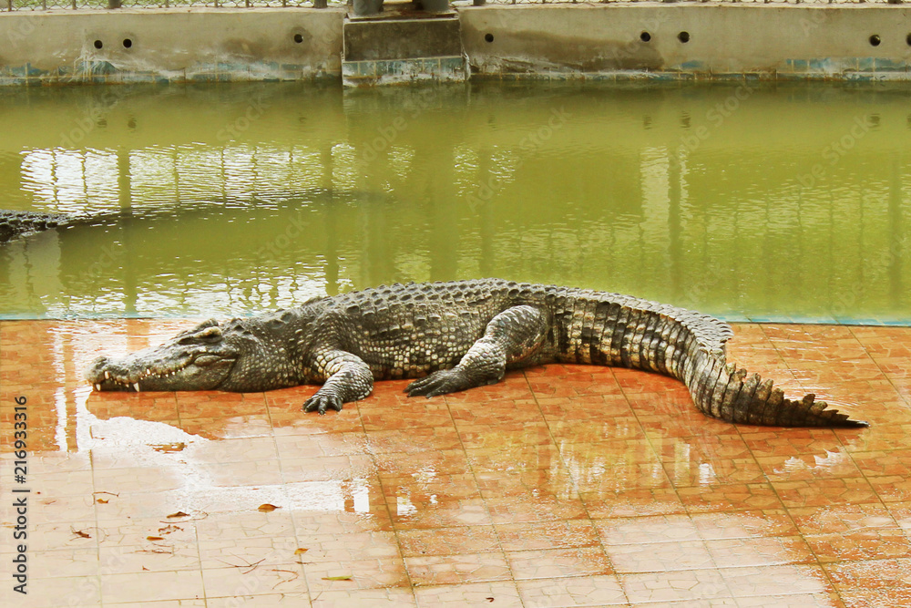 crocodile in Zoo. thailand crocodile. Asia. Freshwater crocodile Stock ...
