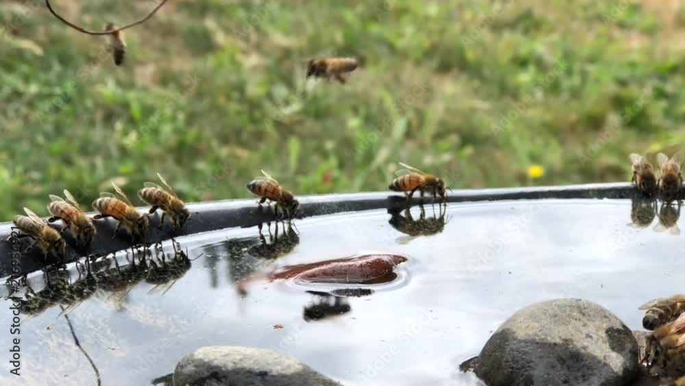 4K HD video of many honey bees drinking water from a bird bath. Like ...