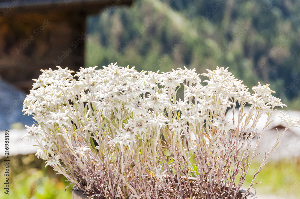 Wallis, Edelweiss, Bergblumen, Alpenblumen, Alpenkräuter, Alpen ...