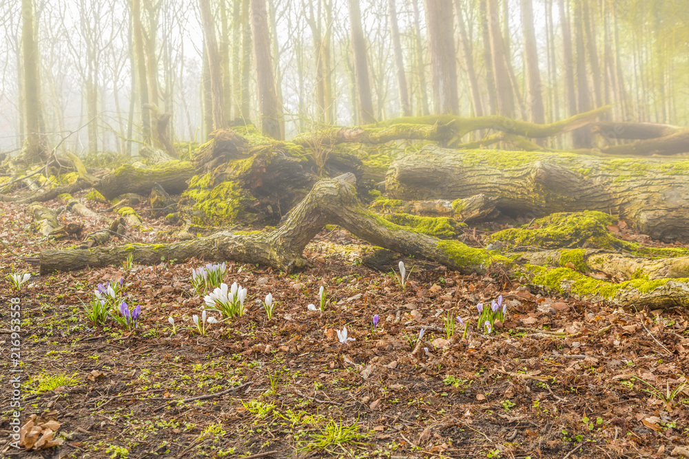 Foggy forest landscape in the spring with on the misty background dead ...