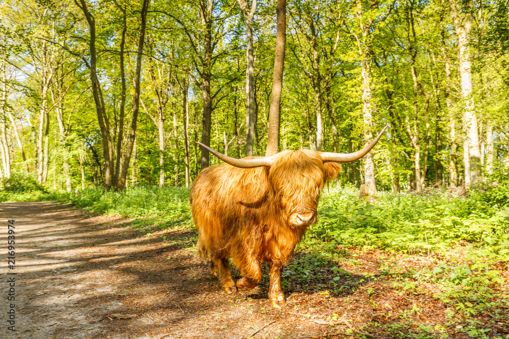 Foto de Scottish Highlander beef walking on dirt road along a beech ...