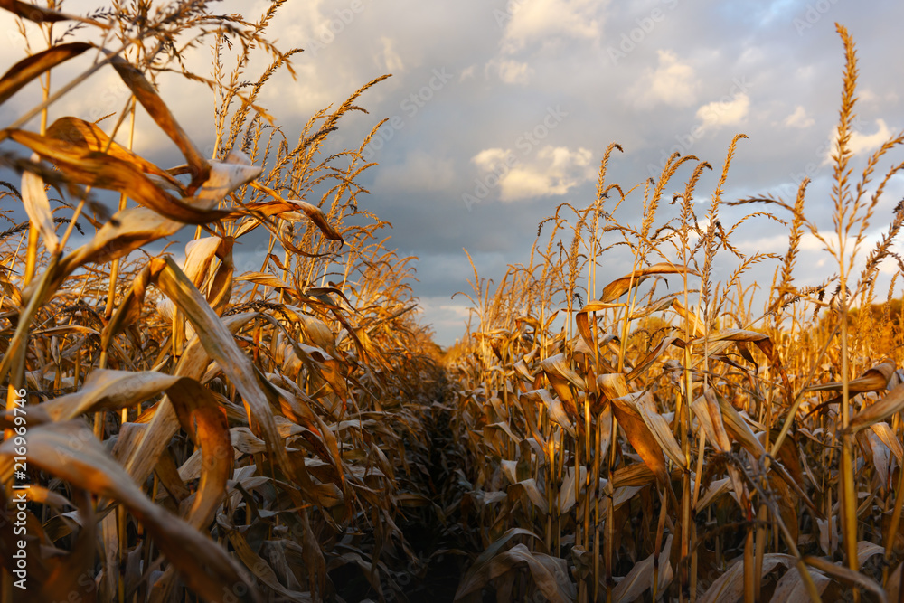 Ripe corn on a rural field in the rays of the setting sun Stock Photo ...
