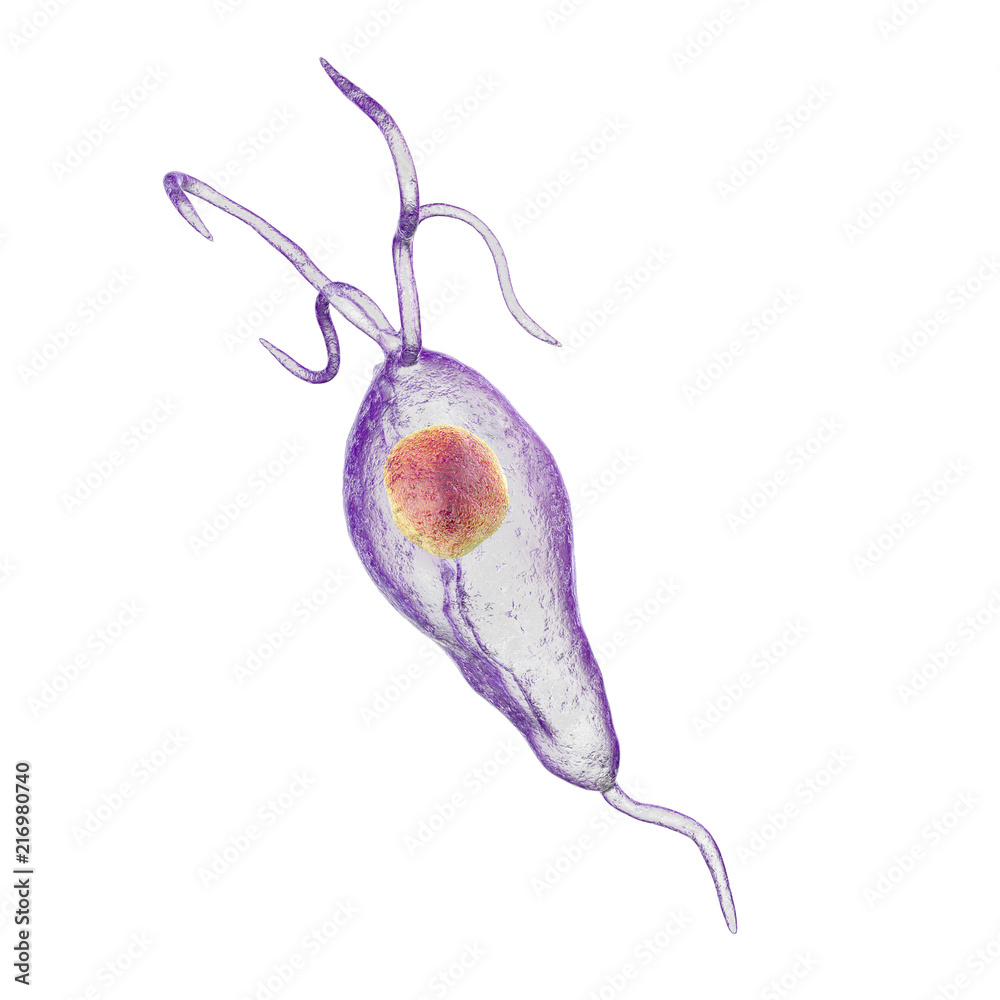 Trichomonas vaginalis protozoan isolated on white background, 3D ...