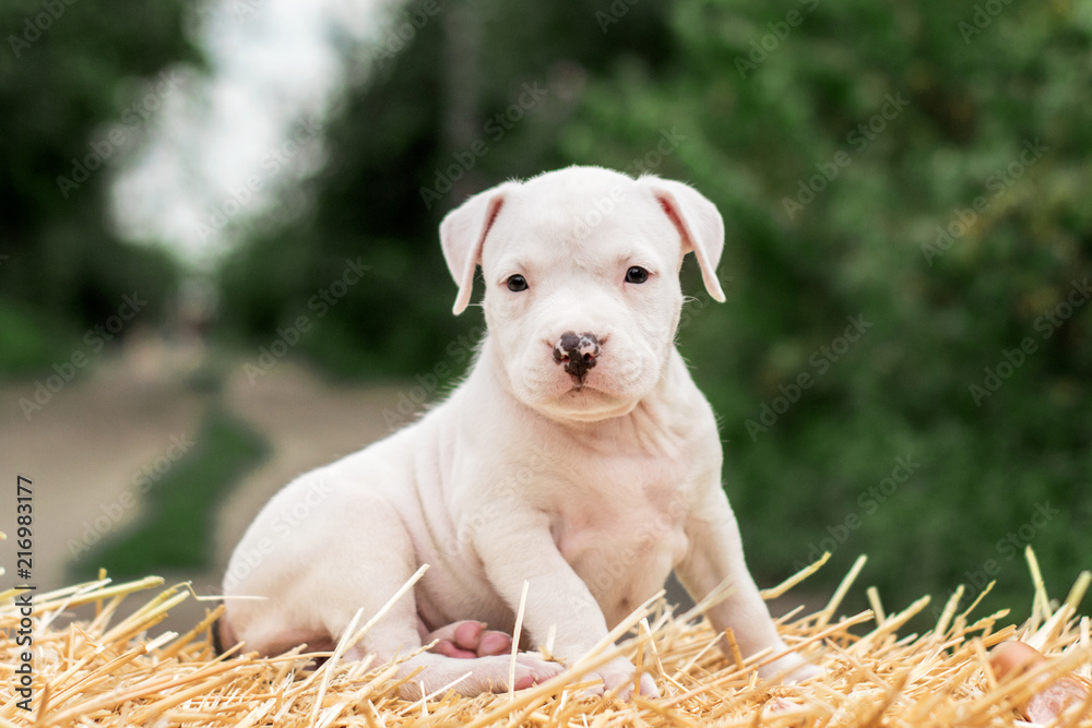beautiful white amstaff puppy with a spotted nose lovely portrait Stock ...