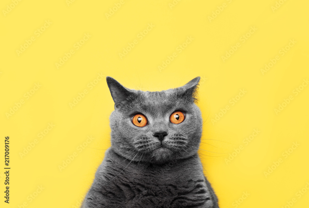 breed of a British cat on a blue background Stock Photo | Adobe Stock