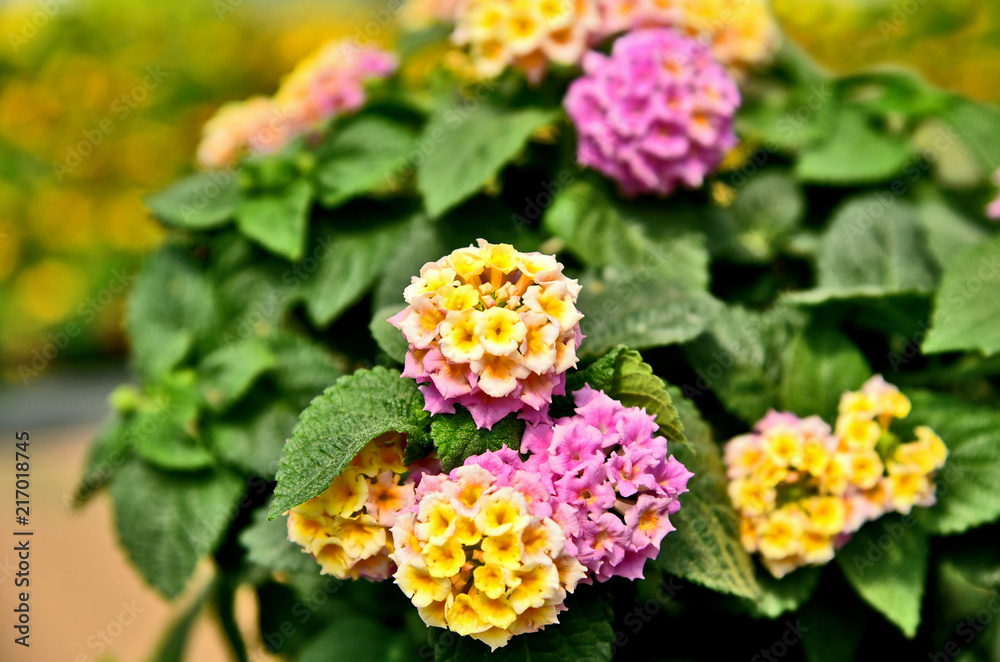 Lantana camara or tickberry big-sage with green leaf and bokeh ...