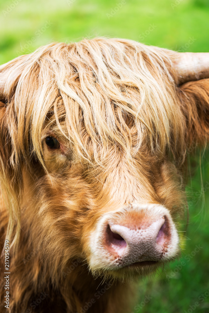 Funny and beautiful hairy highland cow, scottish symbol Stock Photo ...
