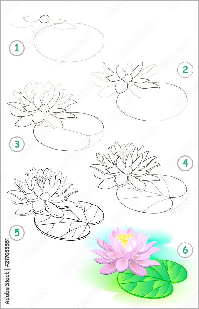 Page shows how to learn step by step to draw a water lily flower ... Page shows how to learn step by step to draw a water lily flower ...