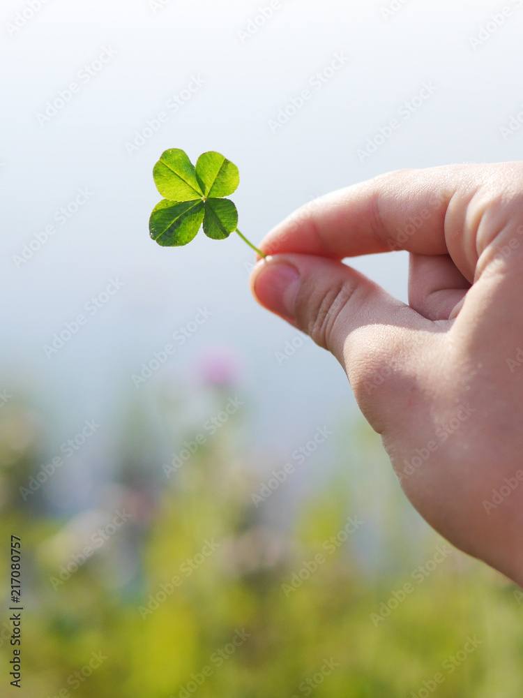 Four-leafed clover in hand. Stock Photo | Adobe Stock