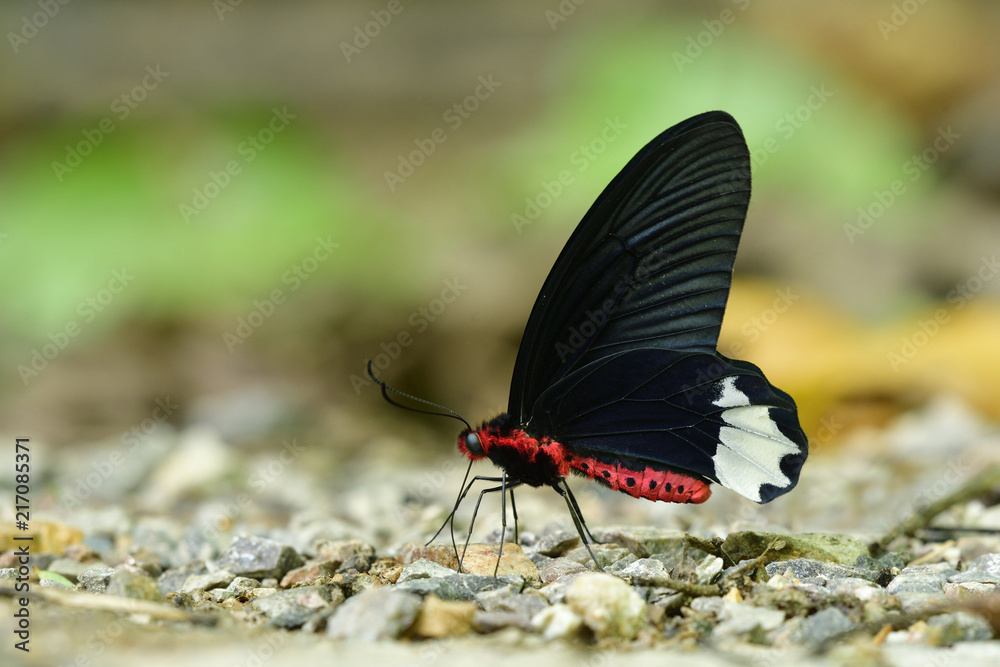 Amazed pink with black wings and white marks butterfly on rock ground ...
