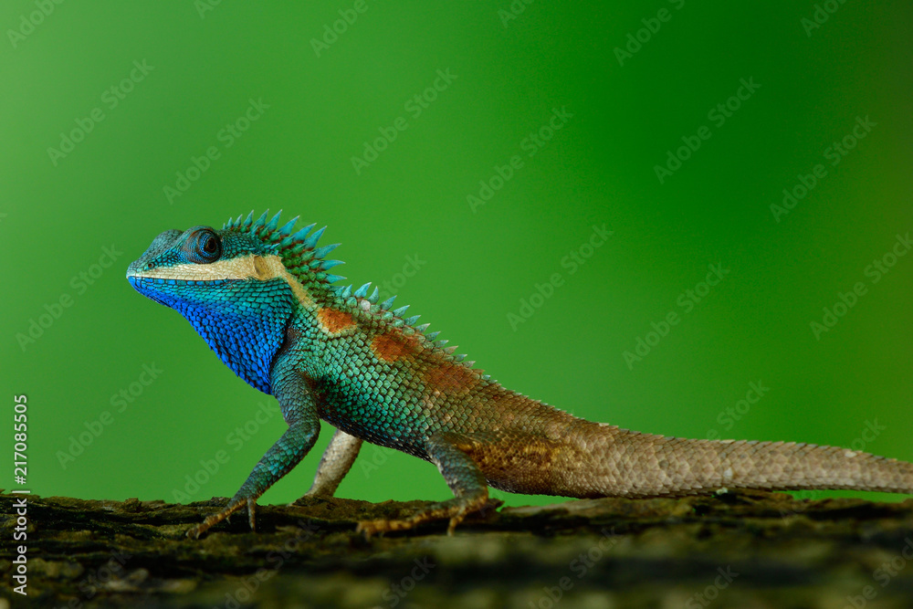 Beautiful bright blue dragon lizard with sharp detail of its spine skin ...