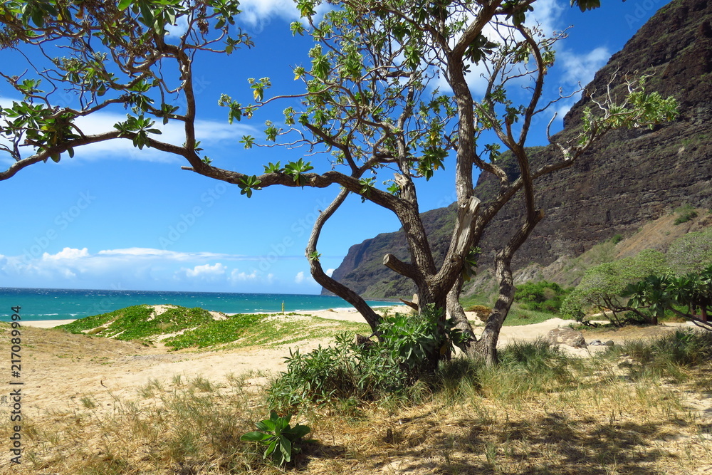The secluded Polihale State Park consists of a deep blue ocean, a white ...