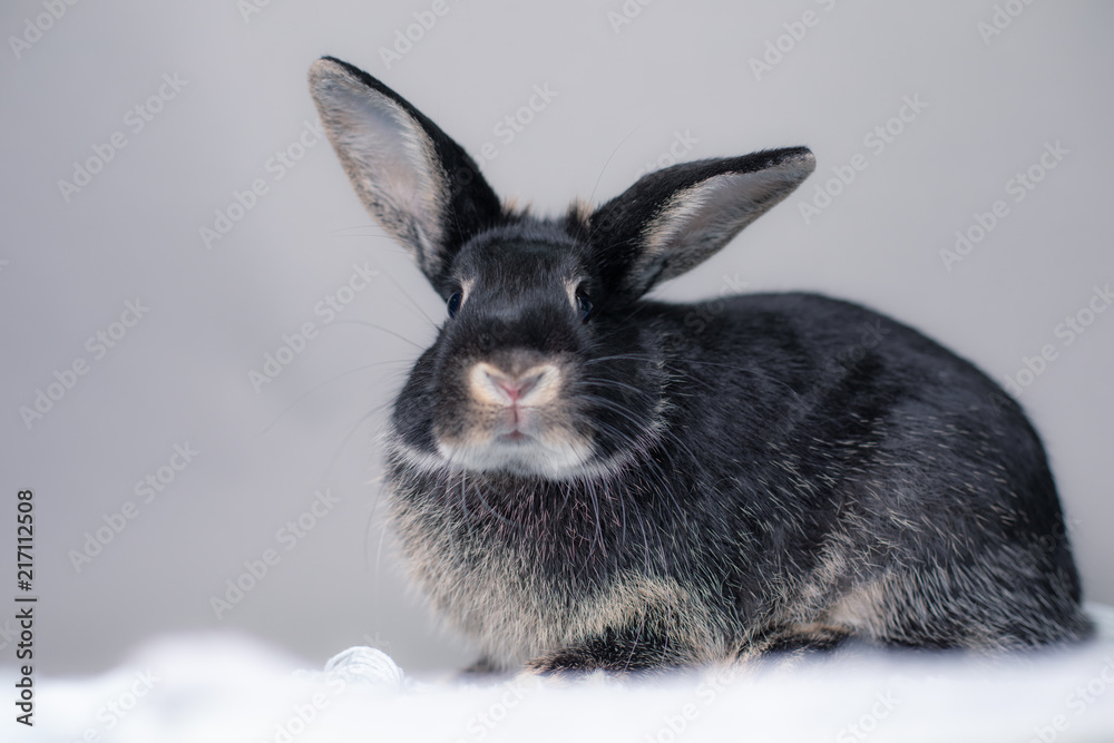 Grey Bunny Rabbit