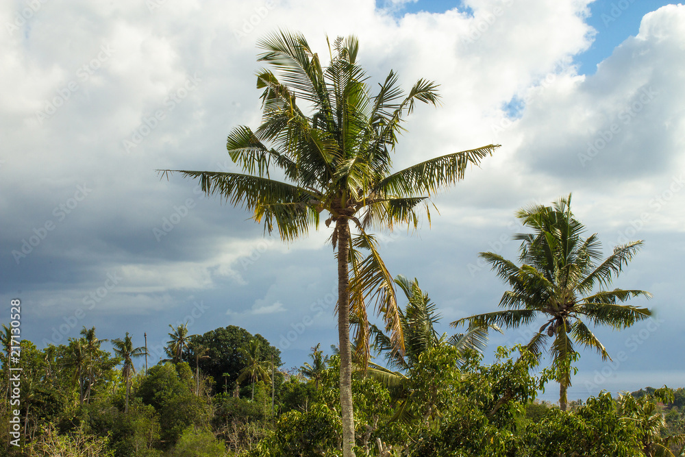 Palm trees blowing in gusty wind in a tropical storm while the warm ...