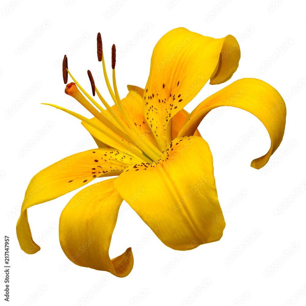 Yellow lily flower with buds isolated on a white background. Flowers ...